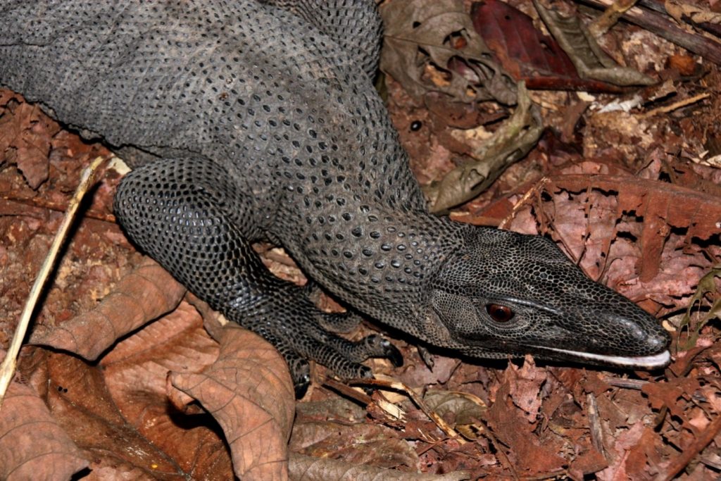 Reptiles - Hutan Harapan