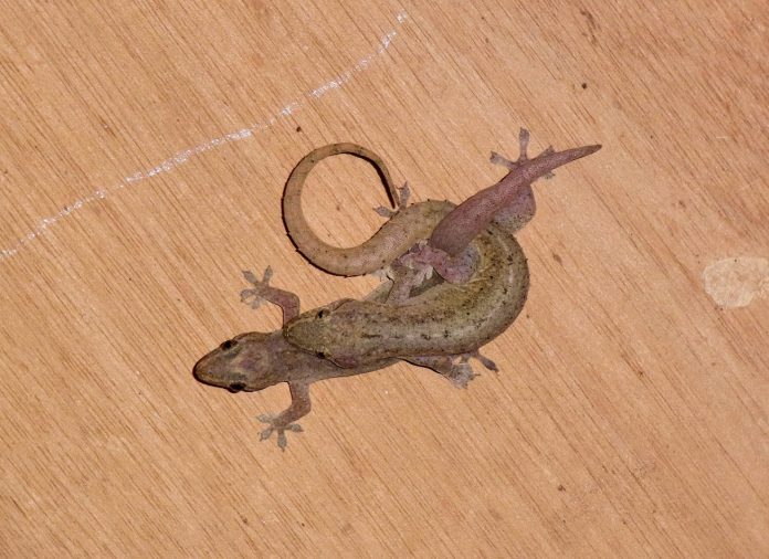 Reptil - Hutan Harapan