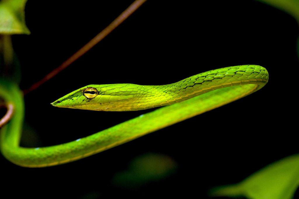 Reptil - Hutan Harapan