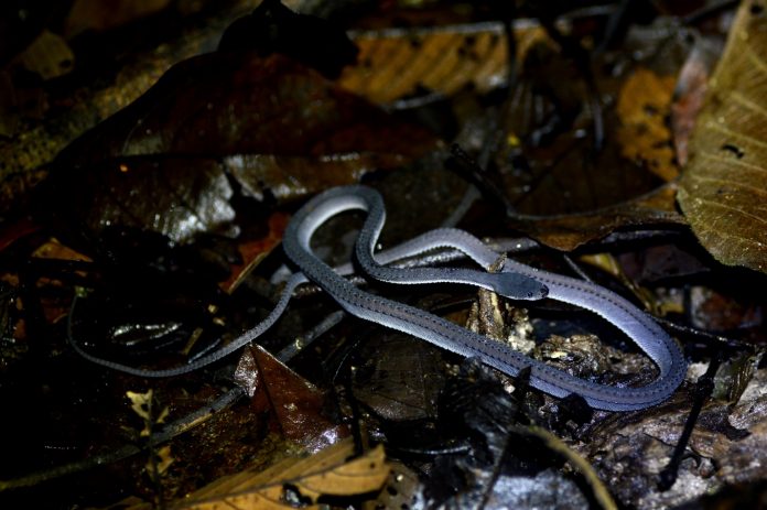 Reptil | Hutan Harapan