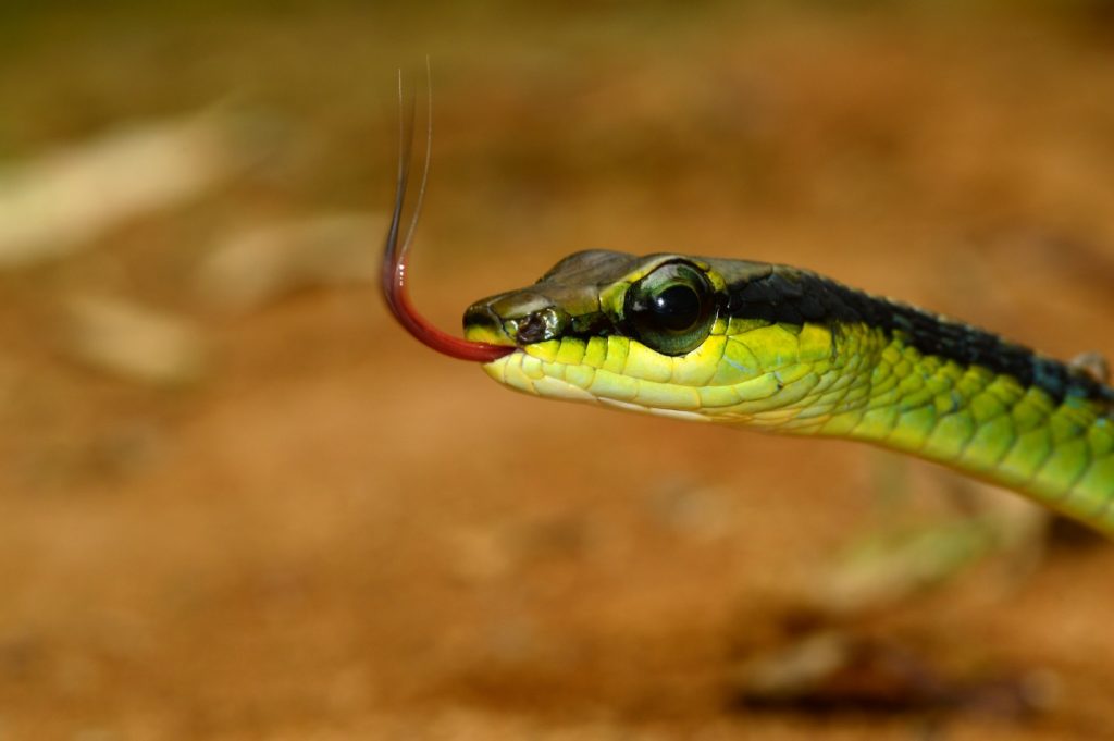 Reptil | Hutan Harapan