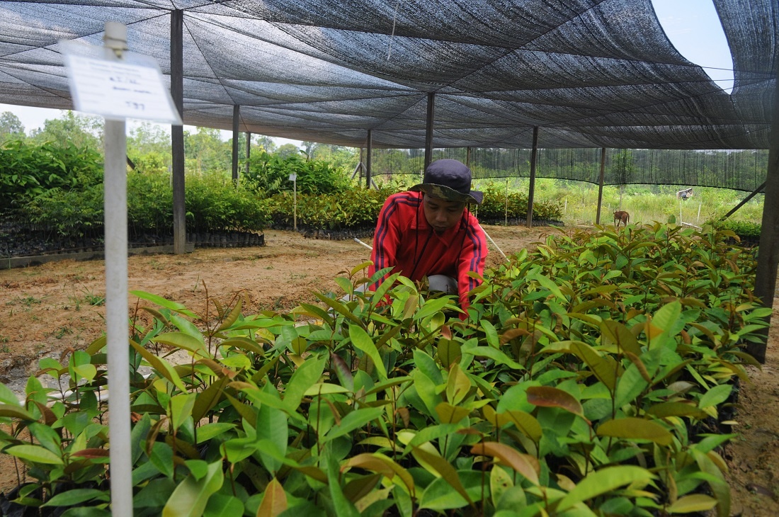 RESTORASI HUTAN - Hutan Harapan